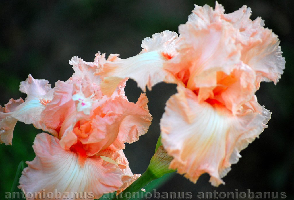 APRENDIENDO CON LA VISTA: LOS IRIS Y SUS COLORES