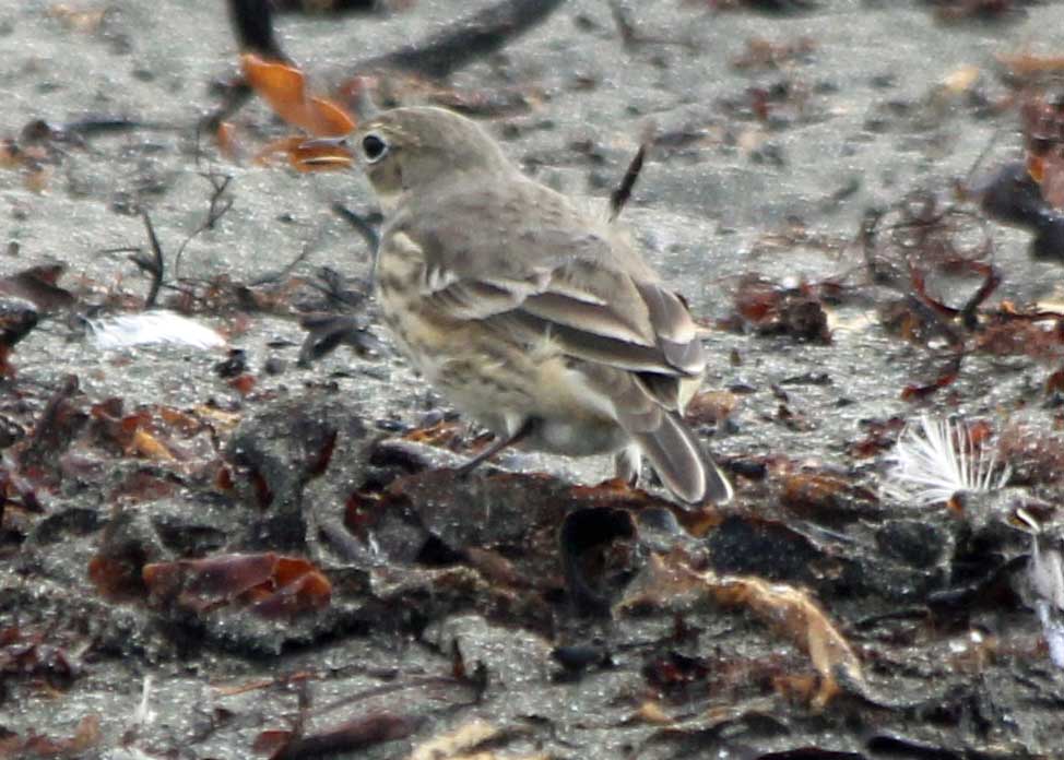 Birding with Lisa de Leon: An Abundance of American Pipits