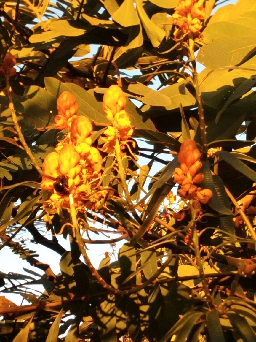 Acuaponía, jardines agroecológicos, permacultura. Huerto/Solar ...