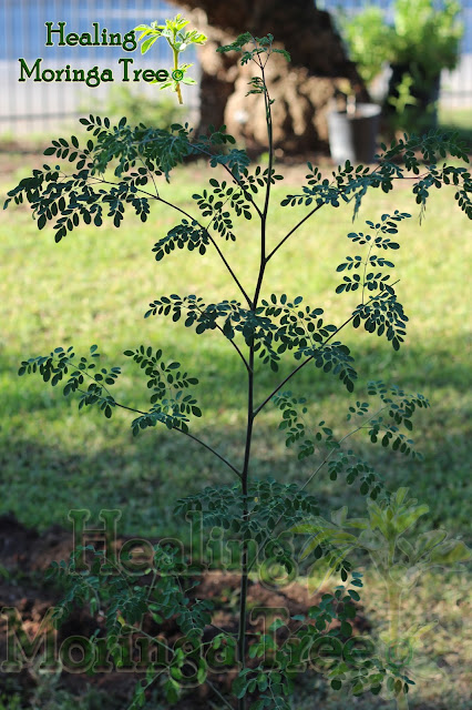 Organic Moringa Trees, Tree of LIFE, Inland empire CA