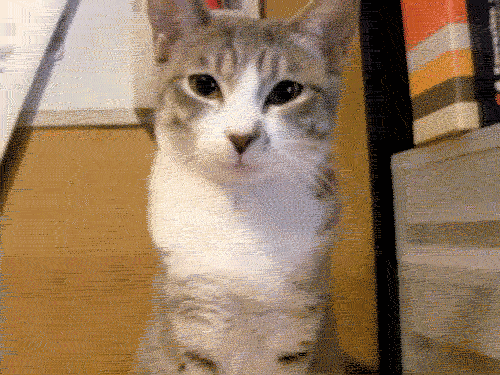 ® Imágenes y Gifs Animados ®: IMÁGENES Y GIFS DE GATOS
