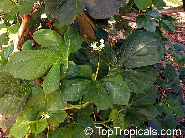 Reforestation and the Medicinal Uses of Trees -Liliana Usvat Research ...