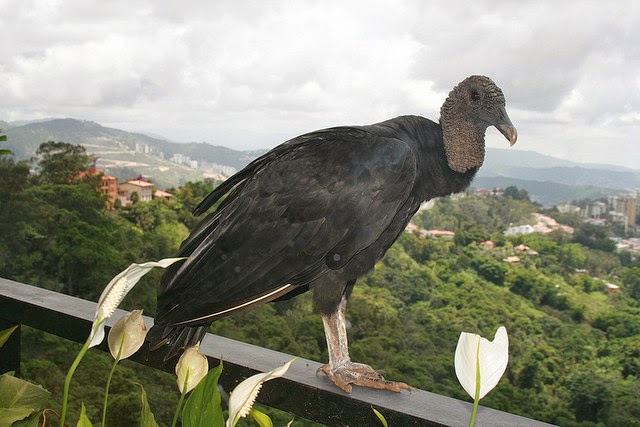 Lecturas, yantares y otros placeres: El zamuro catedrático (fábula criolla)