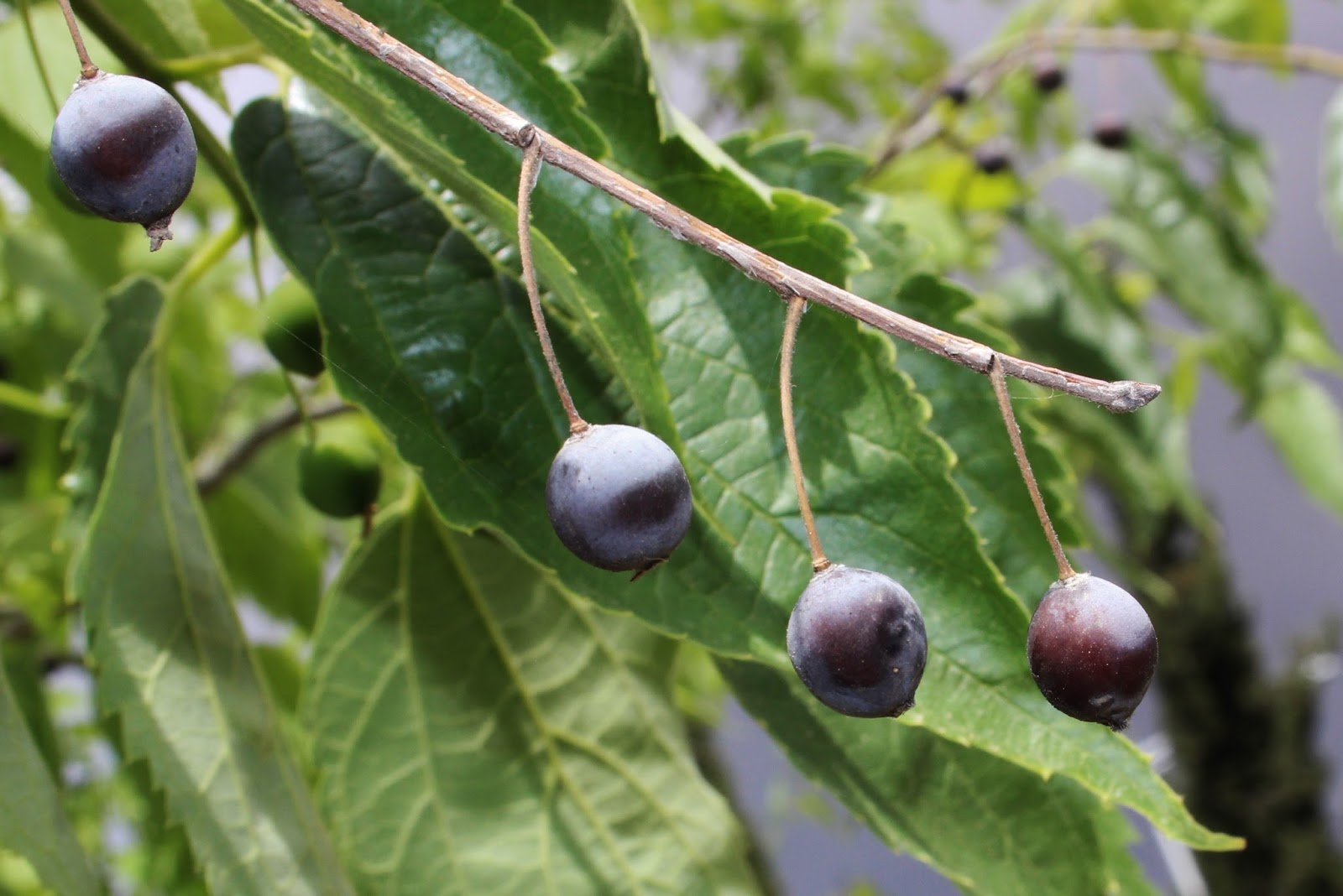 Biodiversity of Cyprus by NGO Protection of the Natural Heritage and ...