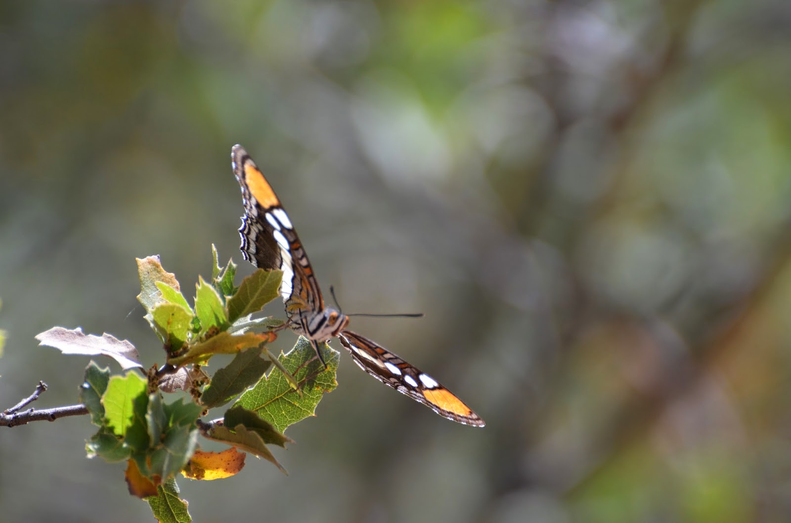 good-times-rollin: Captivating Canyons