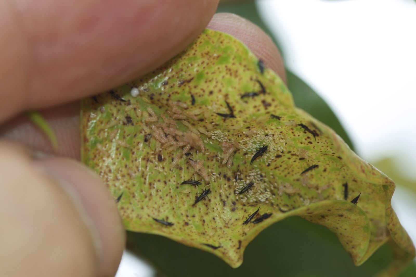 I Speak For The Fleas.: AISM thrip infestation. Gynaikothrips ficorum