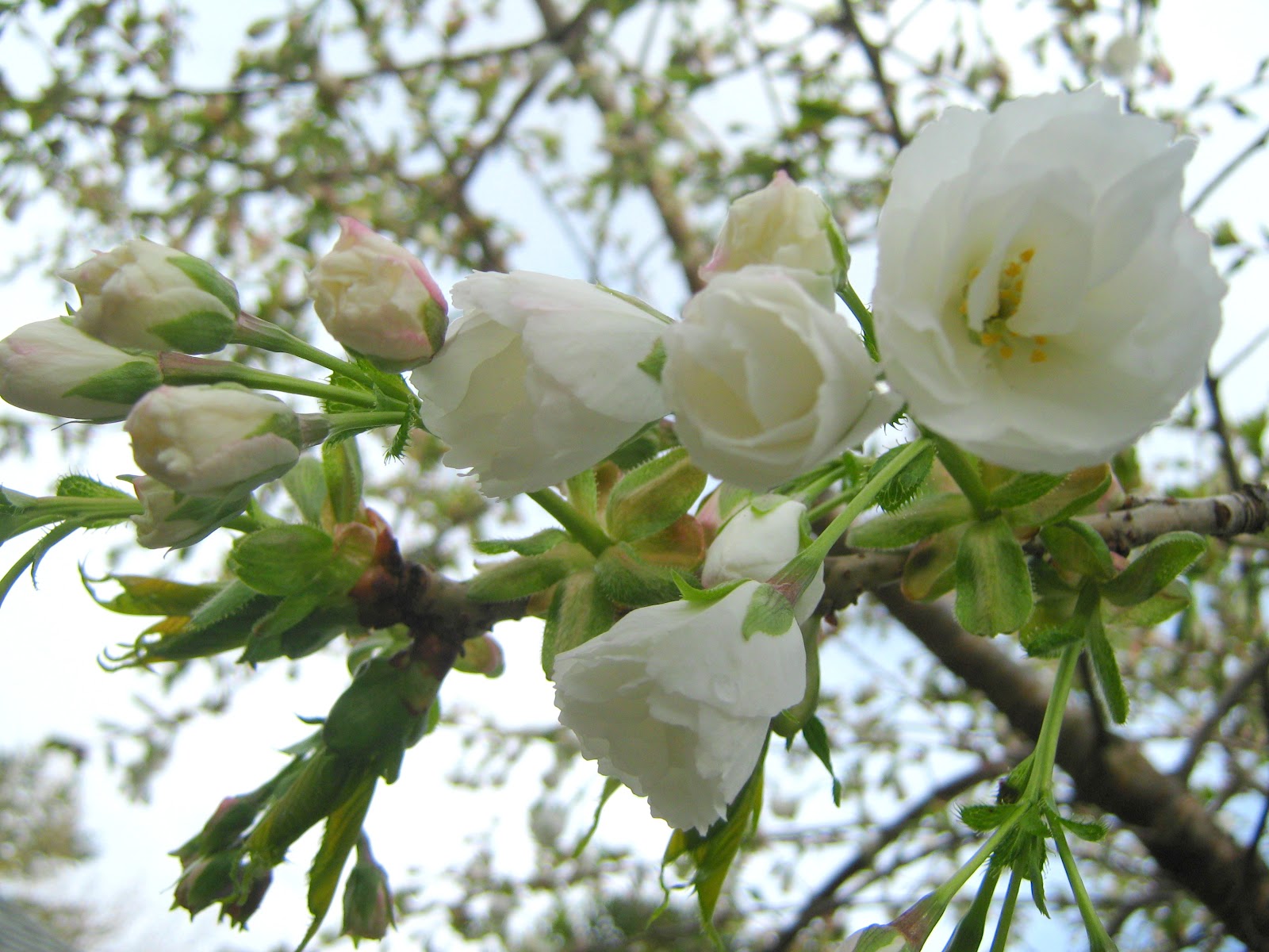 Rindy Mae: This Week In The Garden