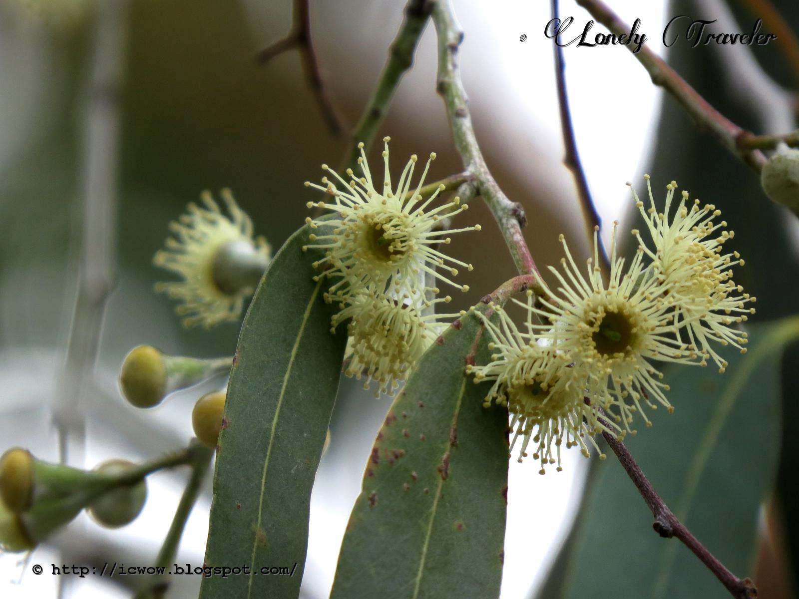 Eucalyptus flower - Corymbia citriodora