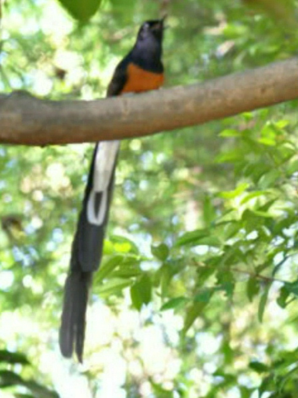 Bird Song: Murai batu ( Shama Bird )