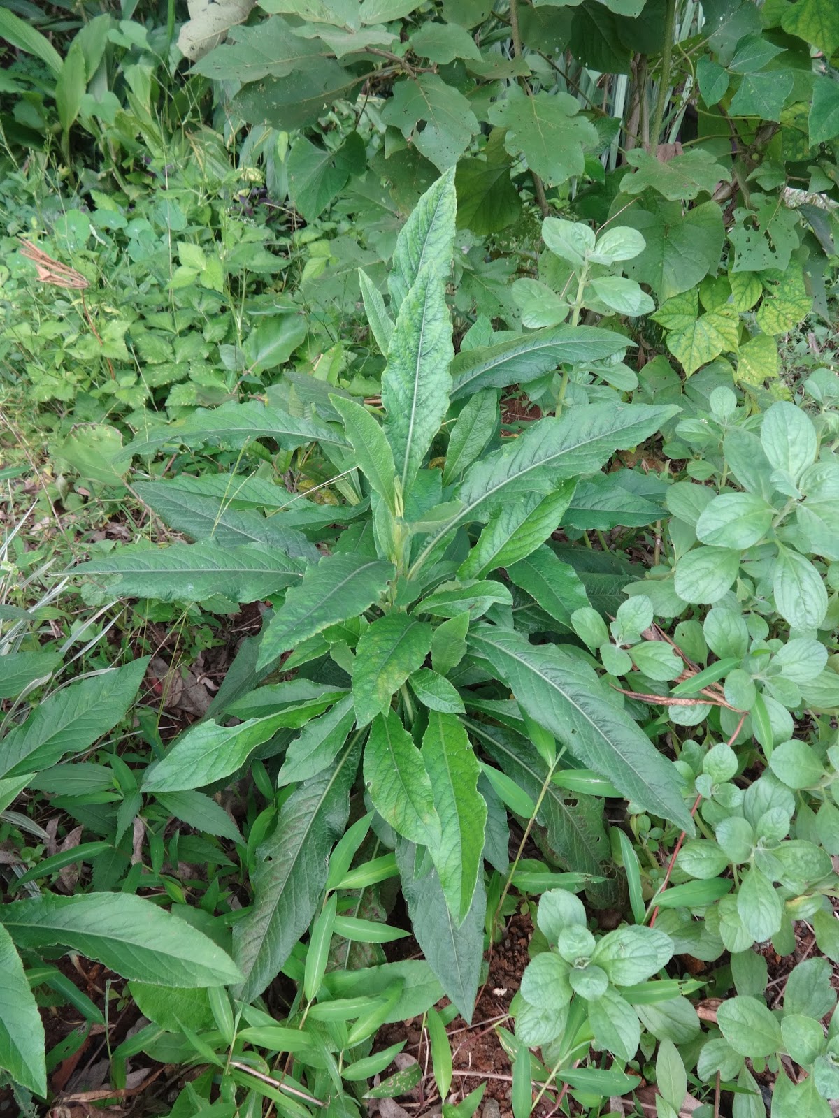Herbs from Distant Lands: Elephantopus scaber, Elephantopus mollis ...