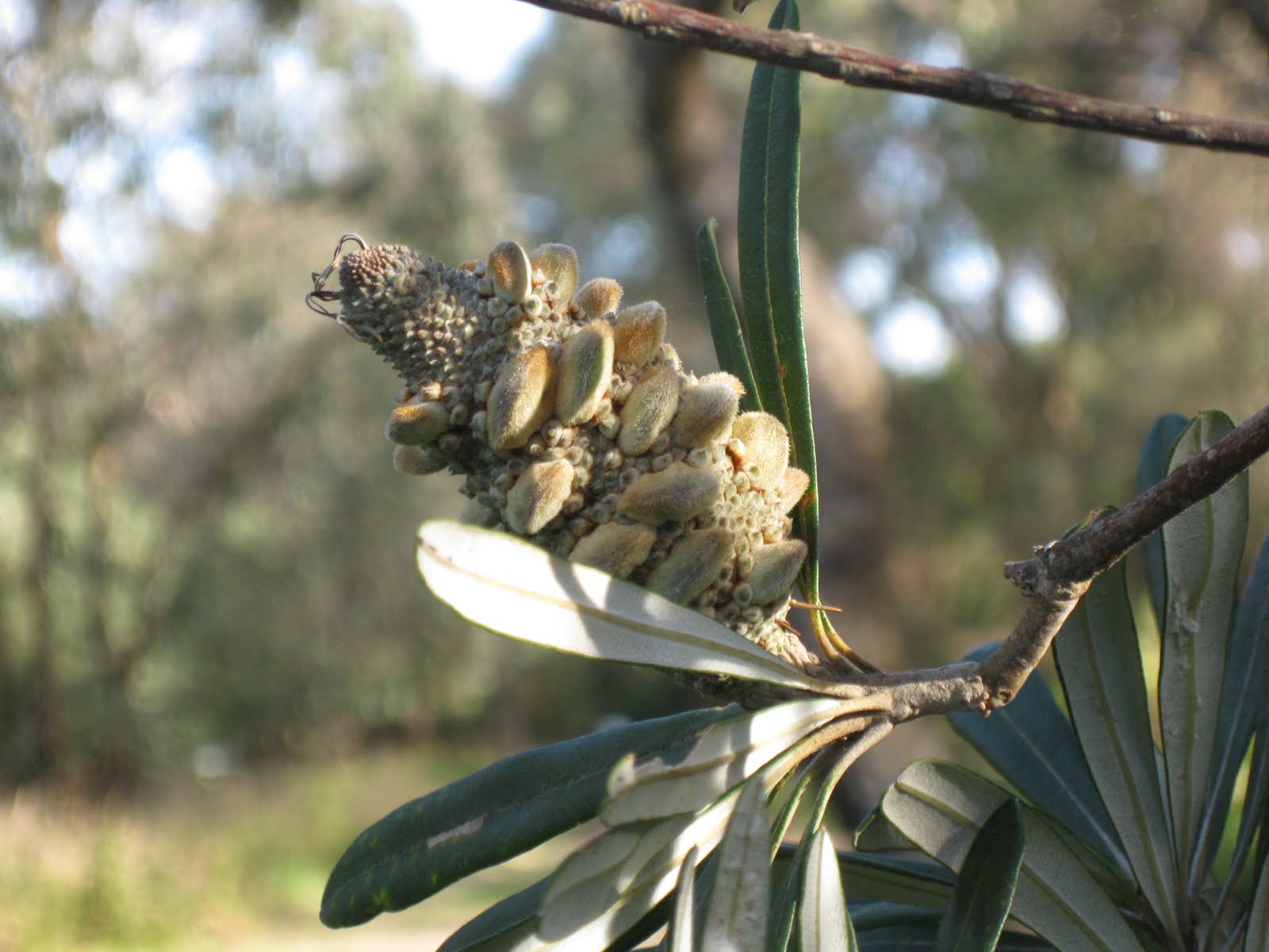 Robin's Double Life: Big Bad Banksia Men: created by May Gibbs