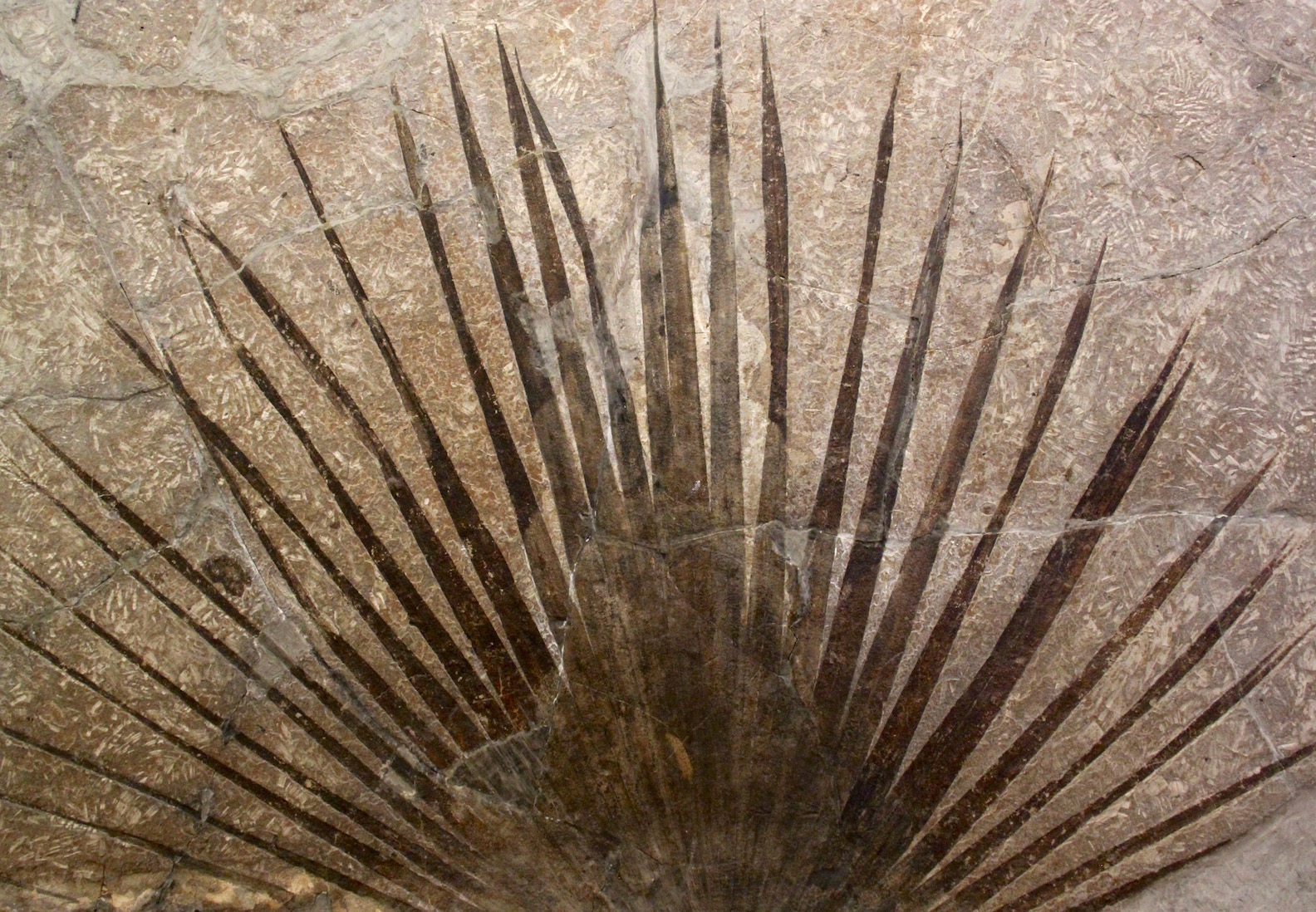 In the Company of Plants and Rocks: In Search of a Tree