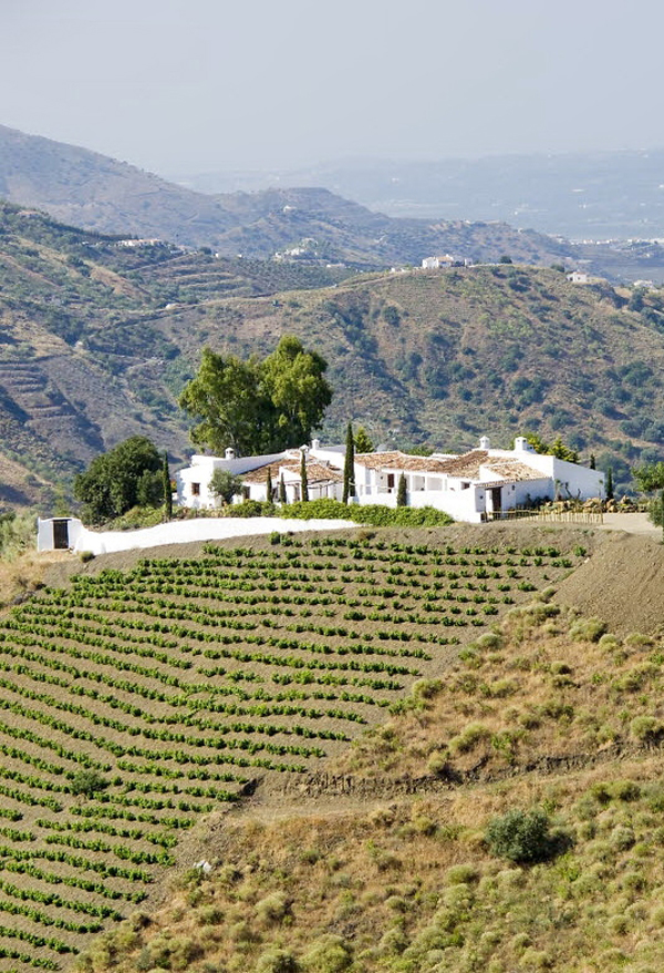 A SPANISH FINCA IN ANDALUCIA
