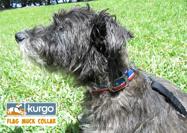 Patriotic Dogs Wear Flag Pattern Muck Dog Collars #kurgo | Oz the ...