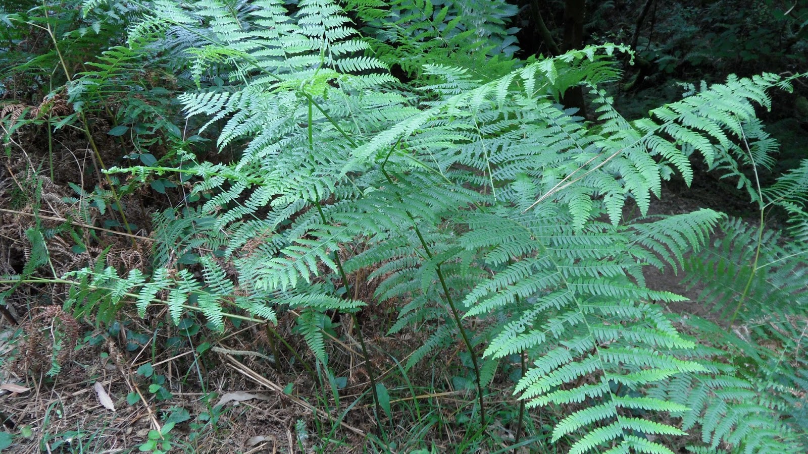 Cuaderno de una bióloga de bota: Una de helechos