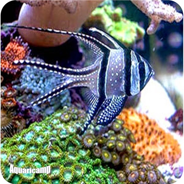 BANGGAI CARDINAL FISH photos - wallpapers | the fun bank