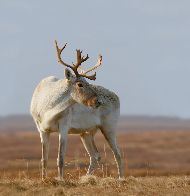 Birding Newfoundland with Dave Brown: Newfoundland: The Avalon ...