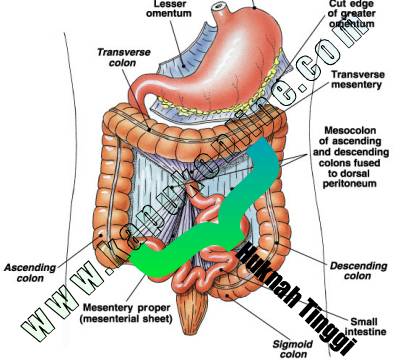 format berita: Prosedur Huknah Tinggi