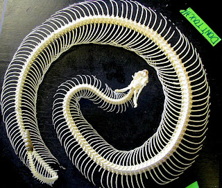 THE ANIMAL for JUST: Viperidae
