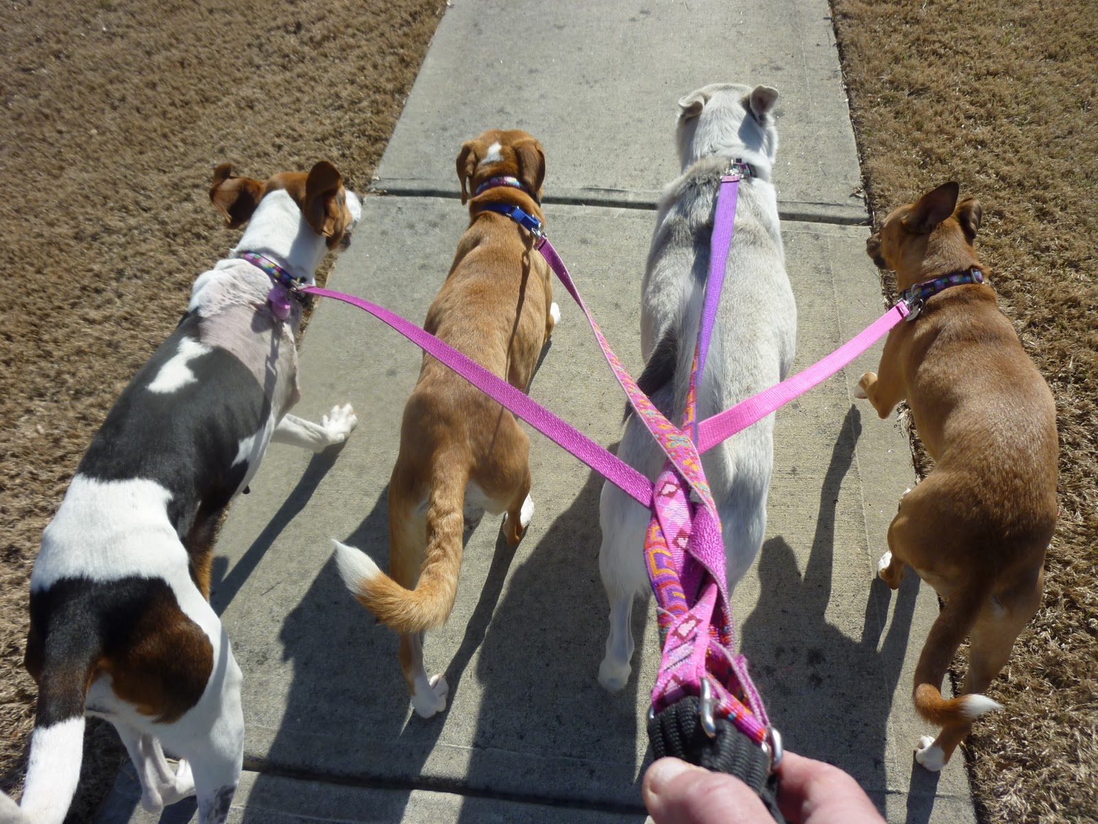 Mostly Mutts: Fostering Dogs-Not your Typical Day at the Office!