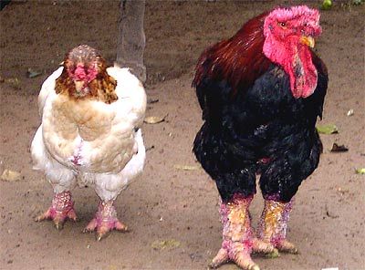 The Charm of a Giant Chicken Dong Tao - all about photo