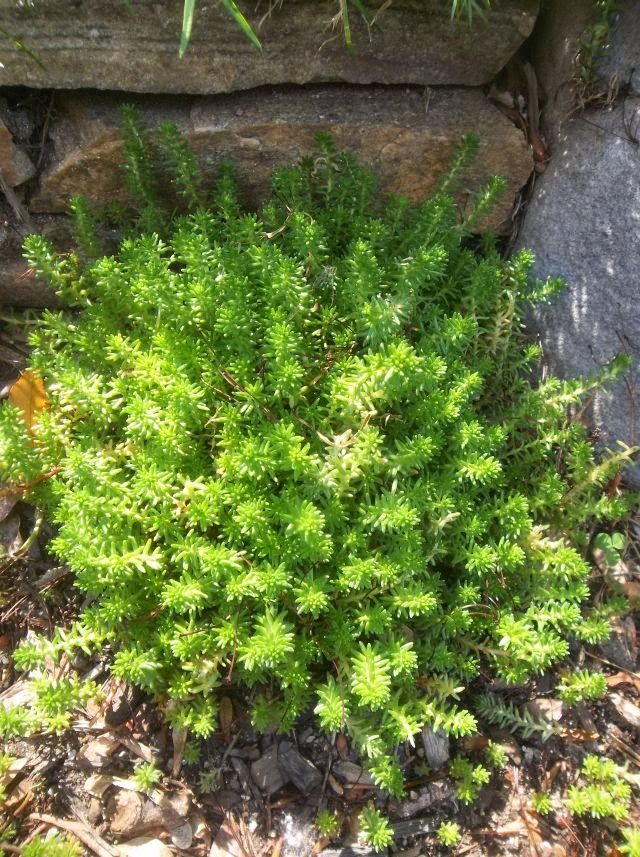 Future Plants by Randy Stewart: Sedum