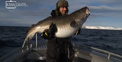 International Fishing News: NORWAY: winter fishing video for monster cod