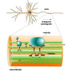 Neuronas: Flujo Axónico