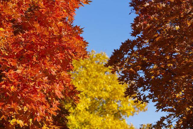 Critter Sitter's Blog: Wichita, Kansas Fall Foliage - Photos