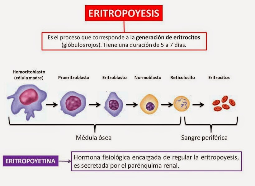Sistema Sanguineo: GLÓBULOS ROJOS