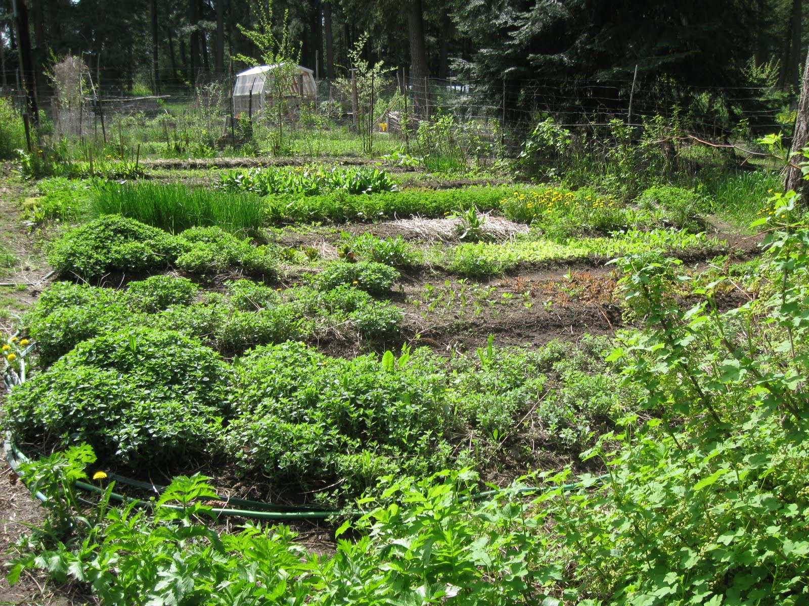 Our Subsistence Pattern: Perennial Arugula