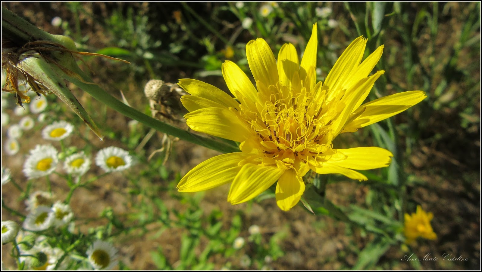 Lumea văzută din Turda: Barba caprei (Tragopogon dubius...)