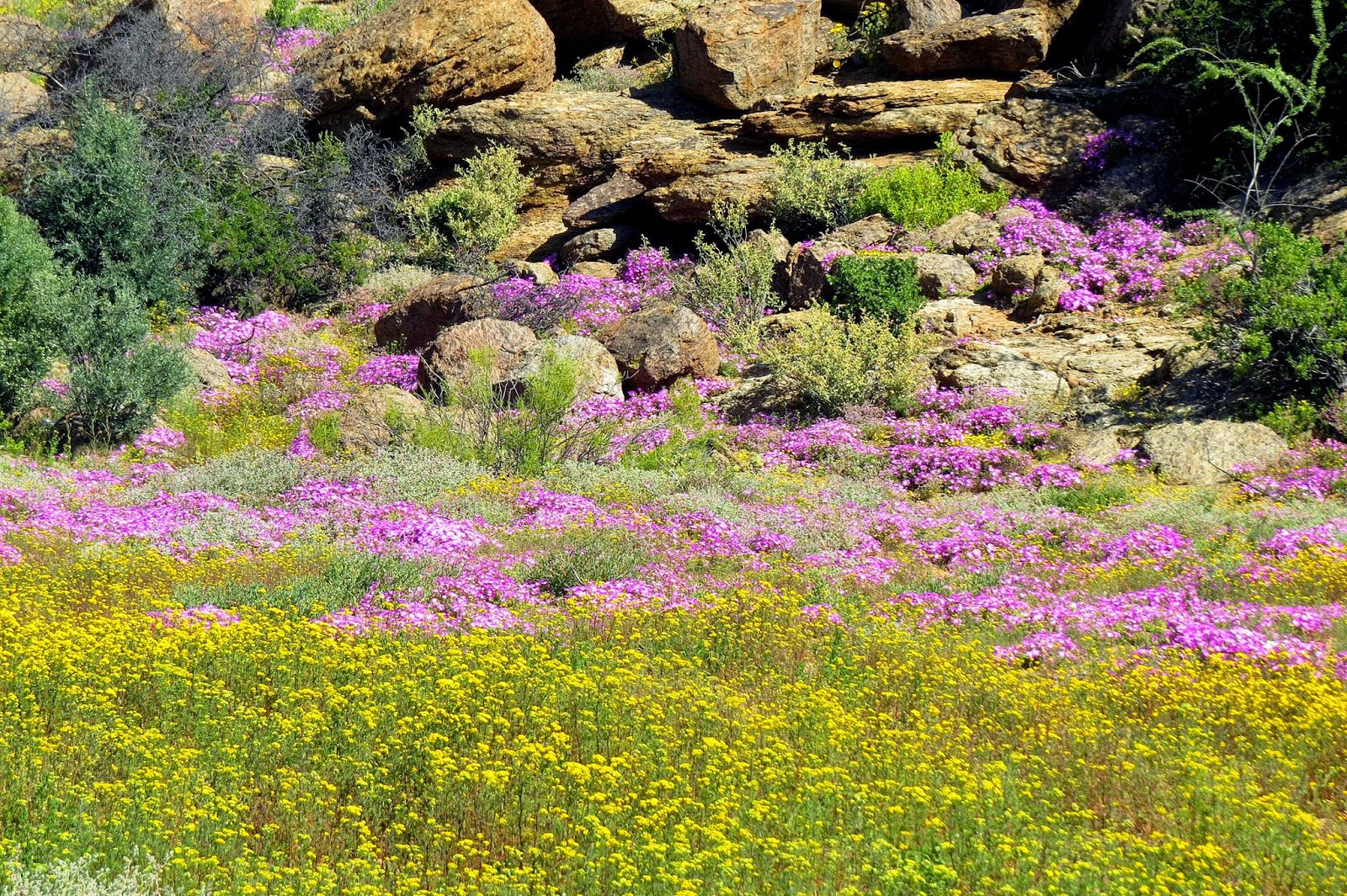 Limpopo Field Guiding Academy: What makes a Great Field Guide?