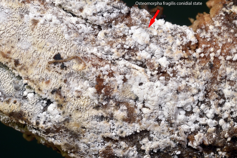 Trechispora stevensonii (Berk. & Broome) K.H. Larss. • CEMAS