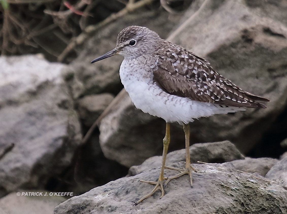 Raw Birds: Wood Sandpiper