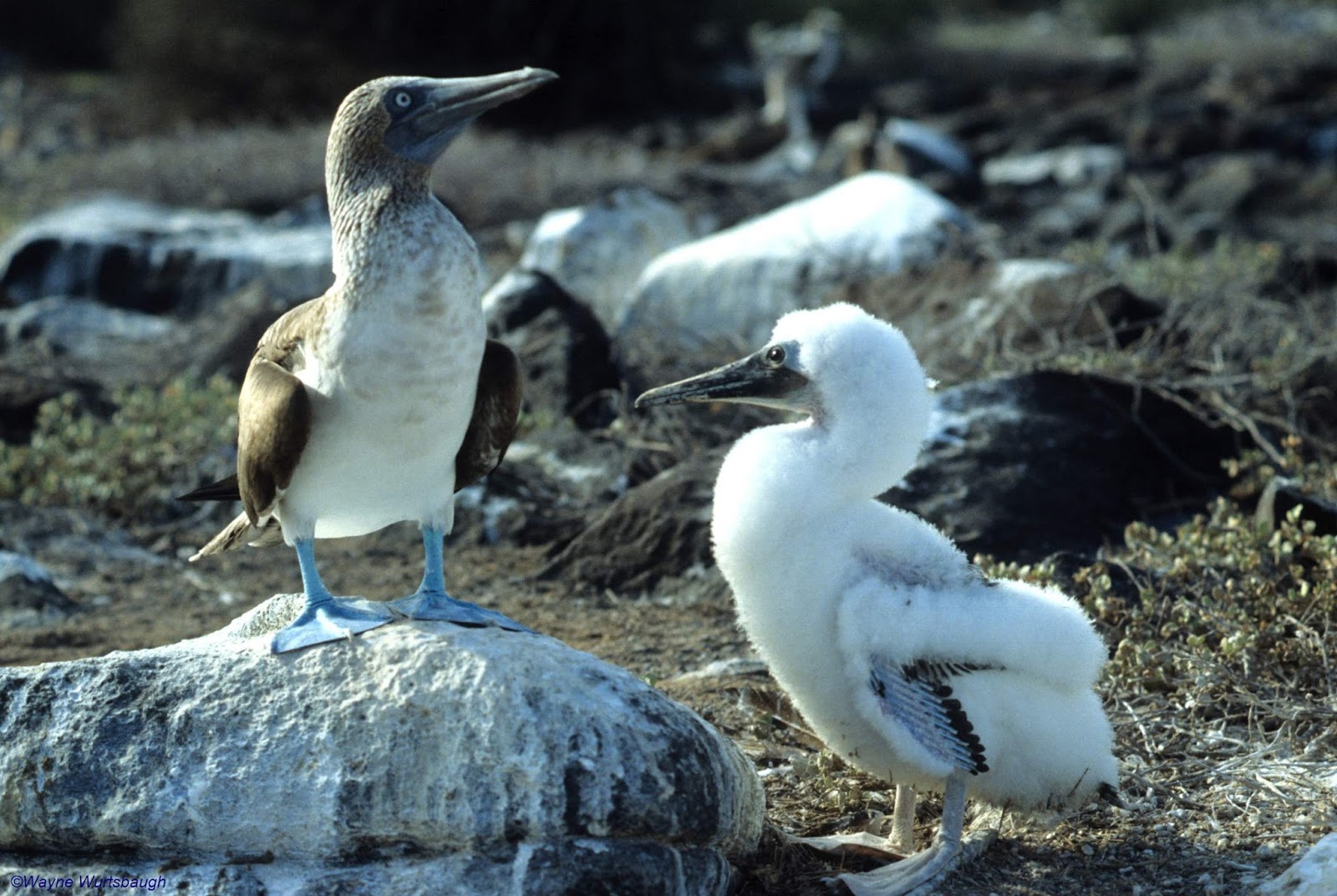 BLUE FOOTED BOOBY photos - wallpapers | the fun bank
