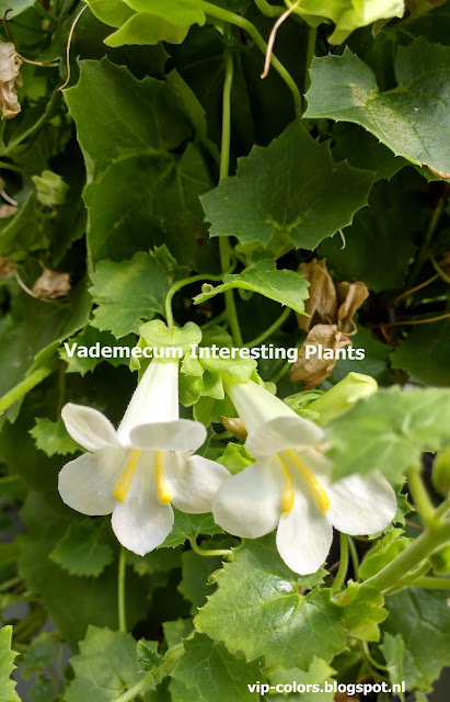 Vademecum Interesting Plants: Lophospermum erubescens - Lofos ...