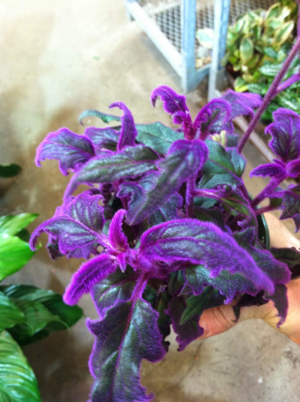 The Naked Plate: Furry Purple Plant