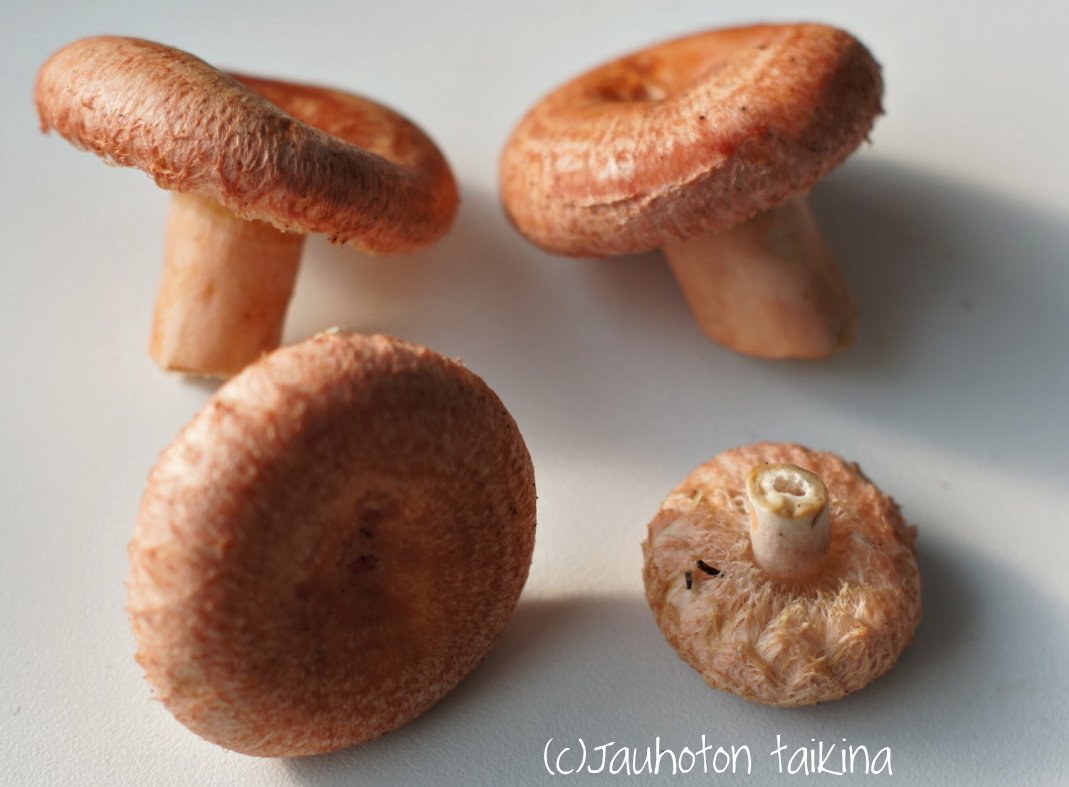 Jauhoton taikina : Suolasienet ja esittelyä karvarouskuista
