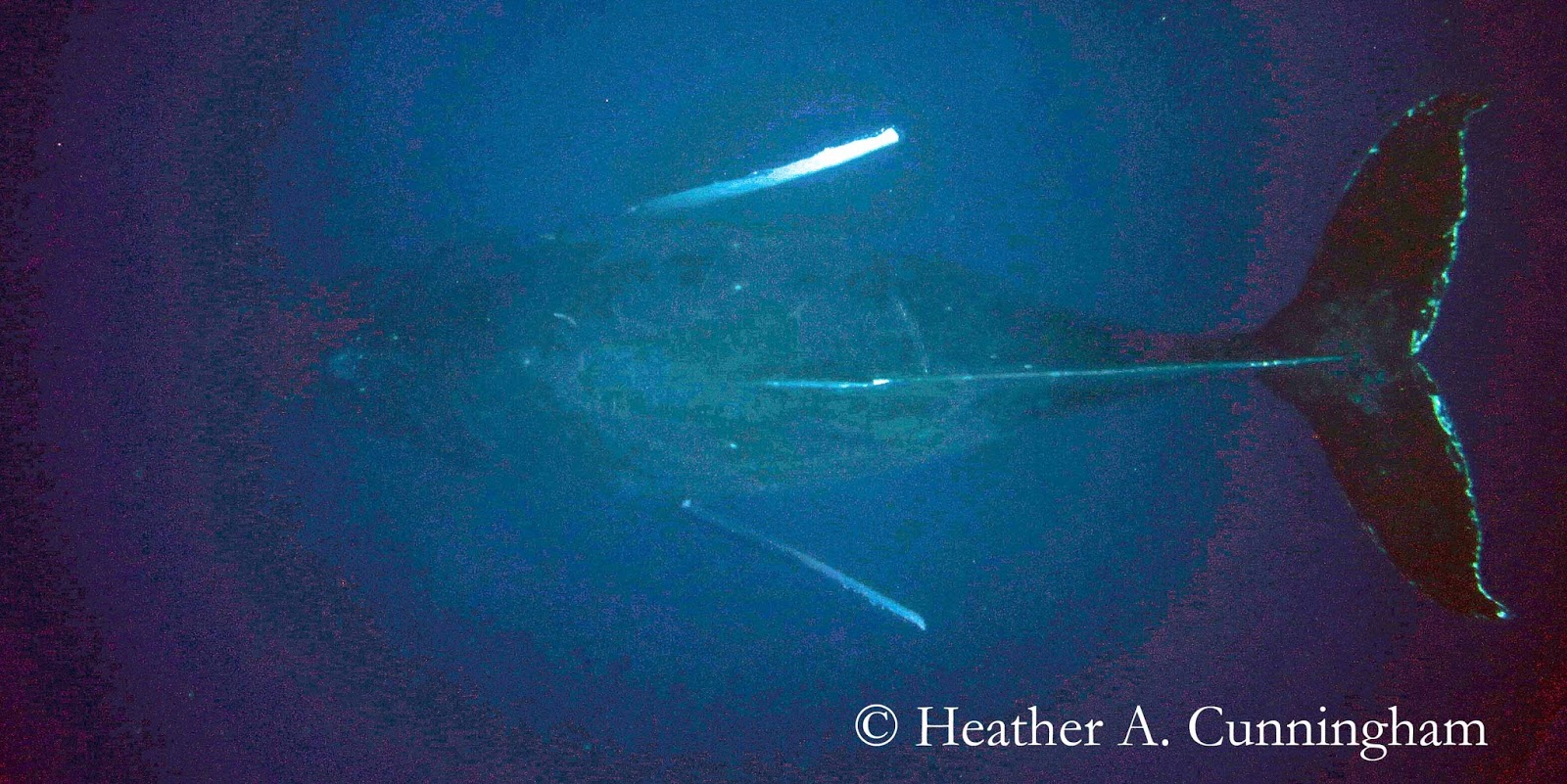 Singing Humpback Whale