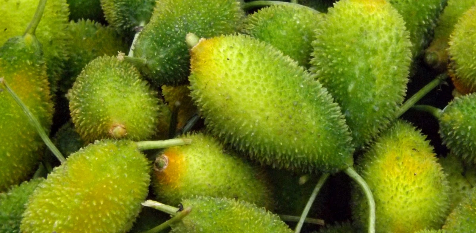 Kakrol, Spiny gourd, Momordica dioica