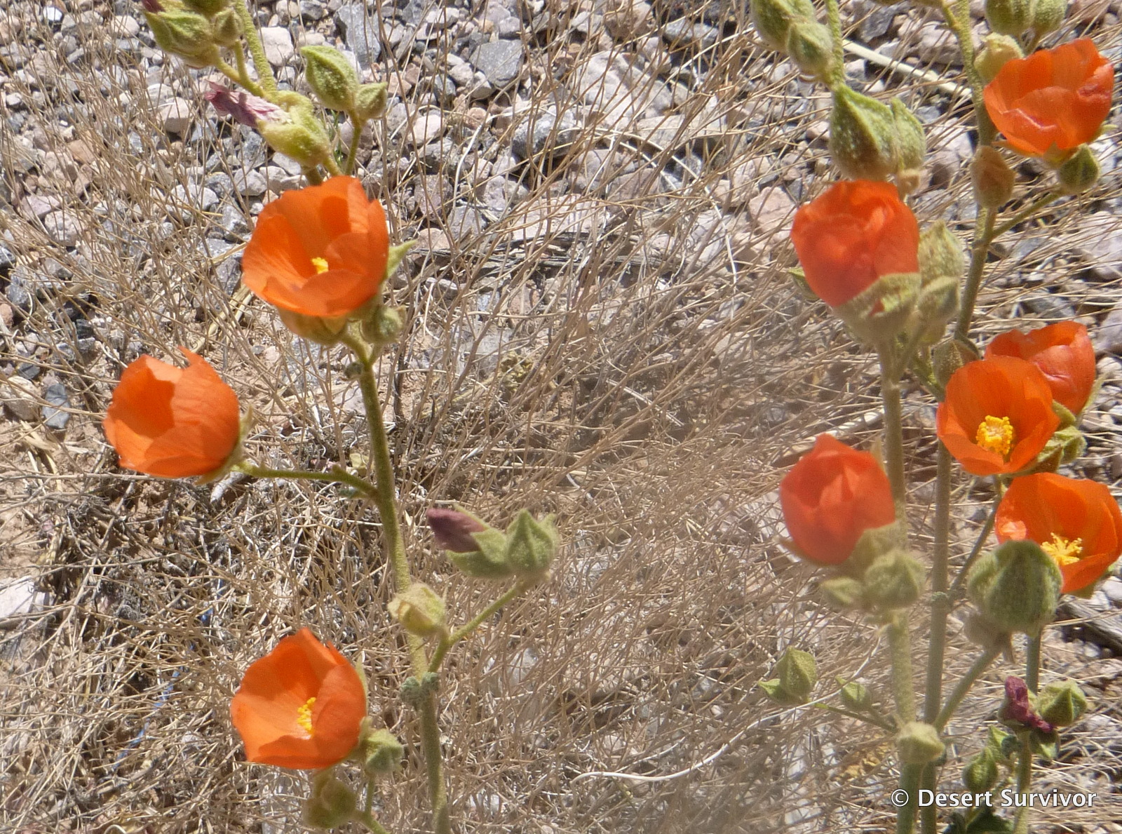 Desert Survivor: Mojave Desert Spring Wildflowers