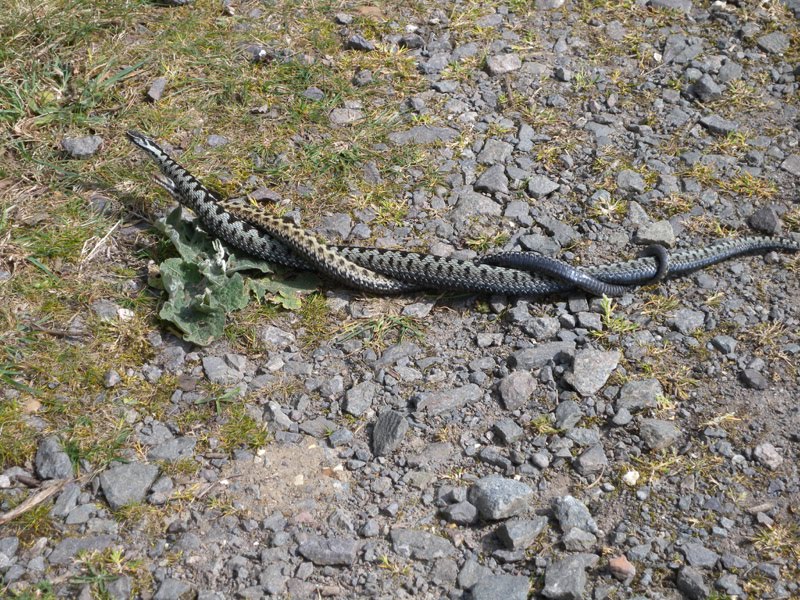 MERSEA WILDLIFE: JONATHAN'S DANCING ADDERS
