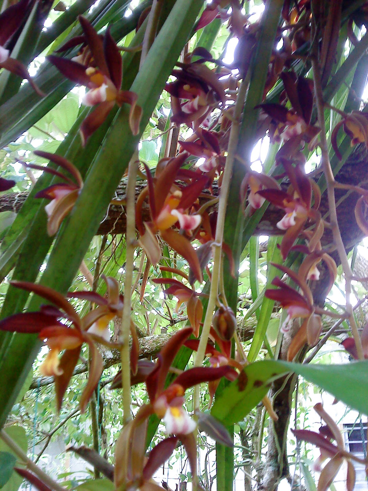 peminat orkid liar: cymbidium atropurpureum