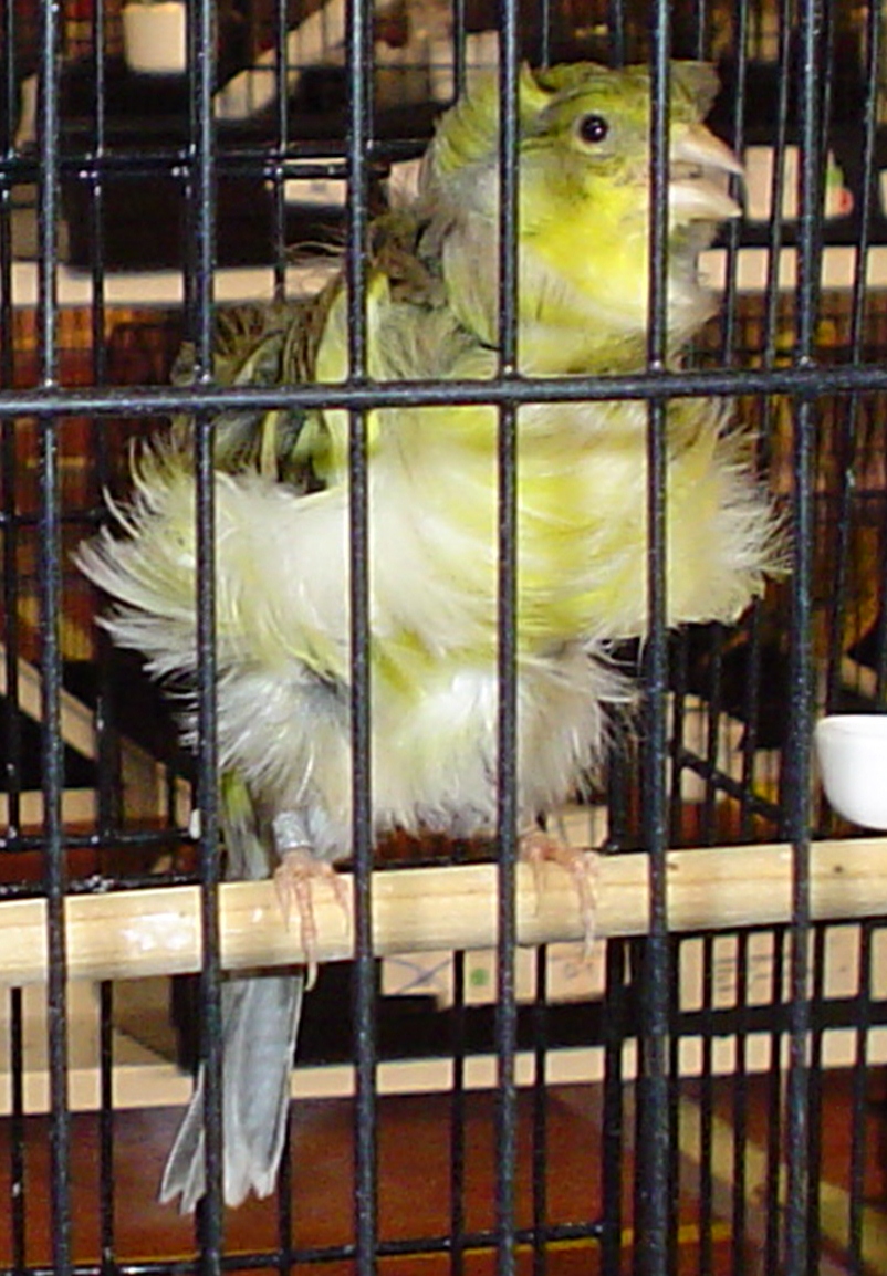 LOS CANARIOS DE POSTURA: Canarios Rizados (1)