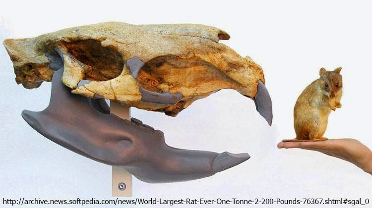 Bizarre Creature of the Day: Creature 113: Josephoartigasia monesi