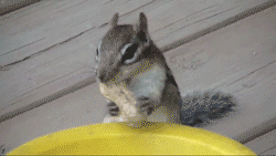 Chipmunk gif - freakpastor