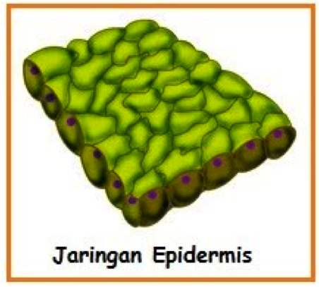 FIRST THINGS FIRST: JARINGAN DEWASA TUMBUHAN