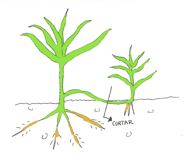 FORMAS DE OBTENER NUEVAS PLANTAS