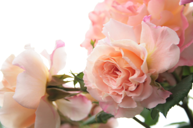 Rose: dc #108: SOLSTICE